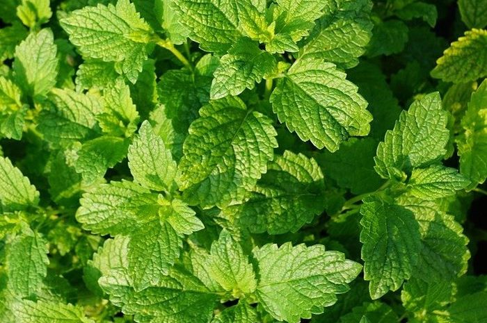 Bisa Tingkatkan Kesehatan, Ini 5 Manfaat Menanam Tanaman Herbal di ...