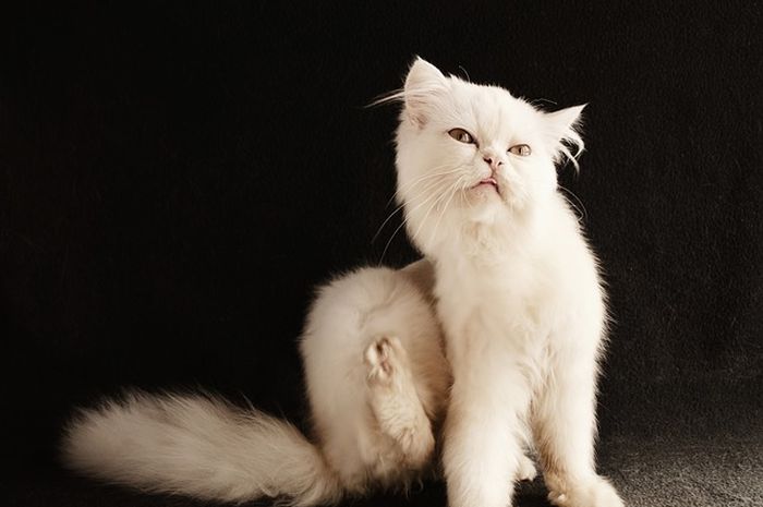 Bukan Tanpa Sebab, Ternyata Ini 4 Alasan Kucing Marah Jika Ekornya ...