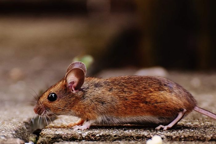 Tak Ada Lagi Bau Bangkai Tikus, Ini Cara Mudah Menghilangkan Bau ...