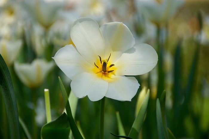 Jenis Akar Tumbuhan Menurut Fungsinya: Gantung, Tunjang, Napas, dan ...