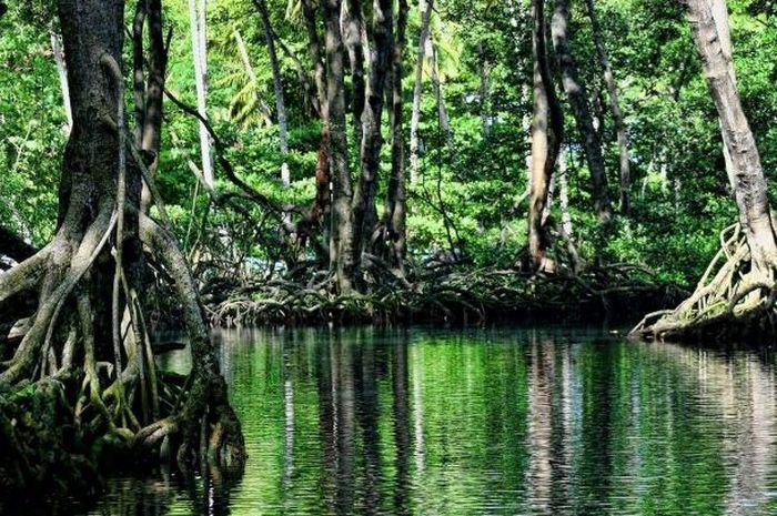 Contoh Tumbuhan Halofit, dari Mangrove hingga Semak Garam - Bobo