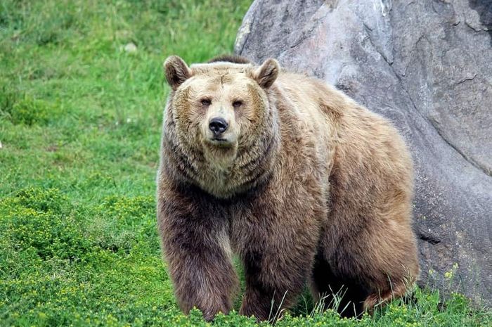 Mengenal Lebih Dekat Grizzly, Beruang Cokelat Besar dari Amerika Utara ...