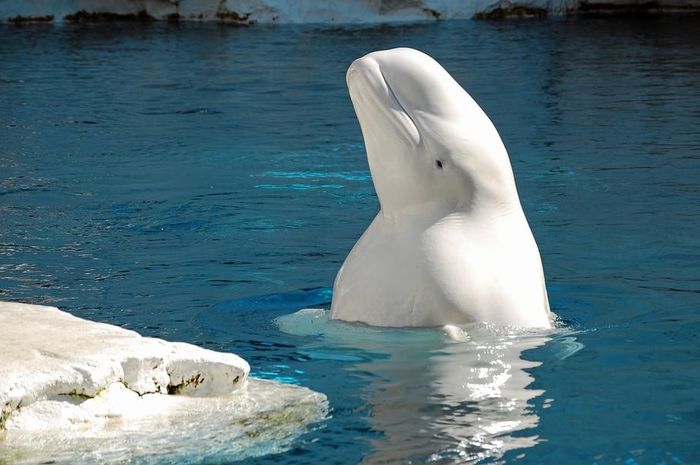 Kenalan dengan Beluga, Paus Putih yang Dijuluki Melonhead Whale - Kids