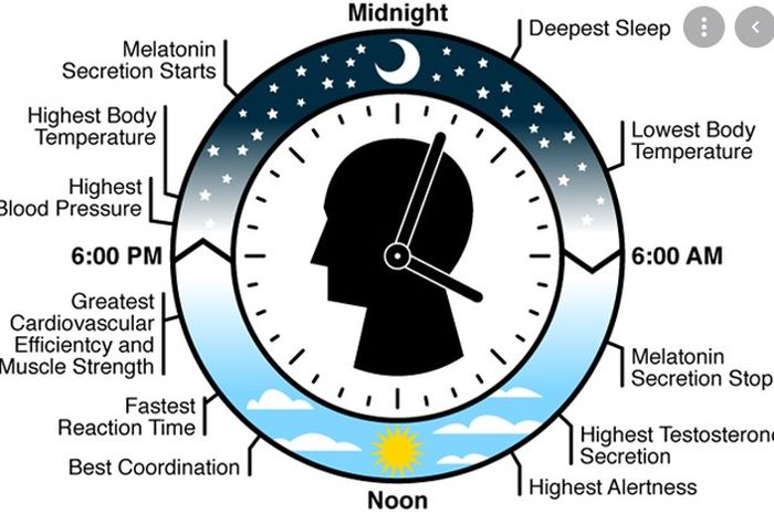 Cara Mudah dan Murah Selalu Sehat, Patuhi Body Clock alias Jam Biologis ...