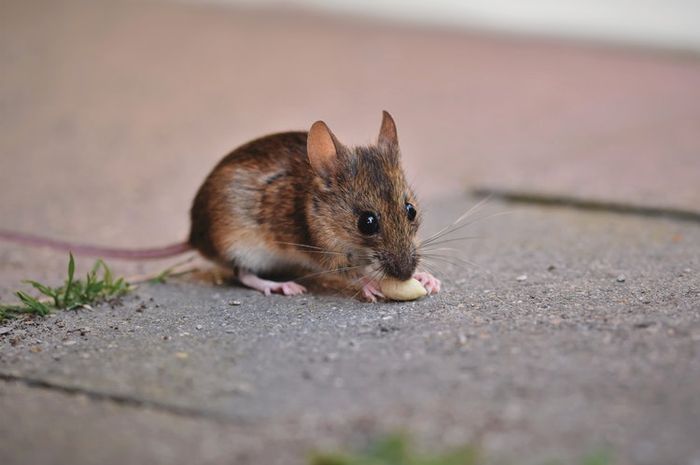 Bahaya Kotoran Tikus di Dalam Rumah, Ini Cara Membersihkannya yang Aman ...