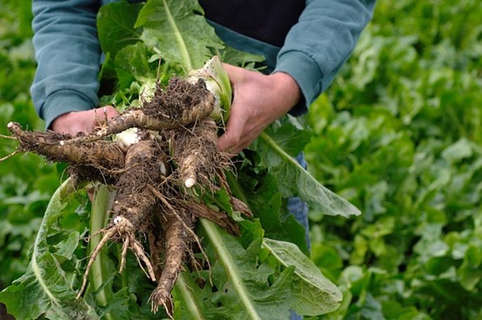 Jenis Akar Tumbuhan Menurut Fungsinya: Gantung, Tunjang, Napas, dan ...