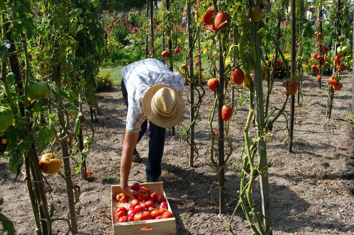 Potensi Agrikultur Indonesia dan Peran Agrikultur di Indonesia - Adjar
