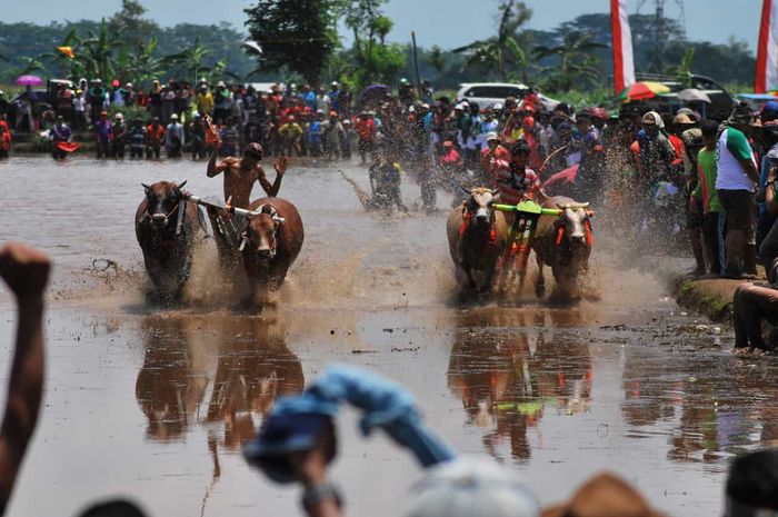 Karapan Sapi, Cerita Tentang Asal Mula Perubahan Tradisi Hingga Jadi ...