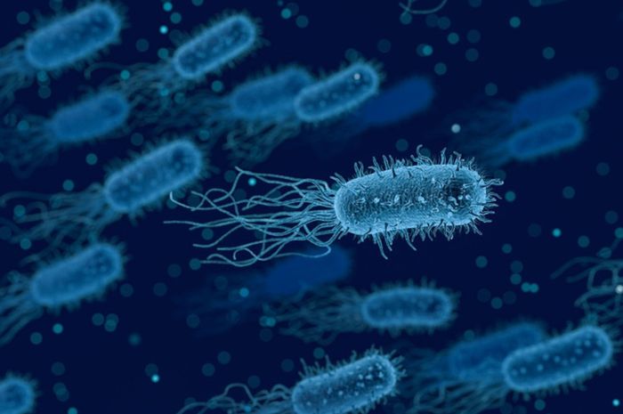 Mengenal Penyebab, Gejala-Gejala, dan Jenis Penyakit Infeksi Bakteri - Bobo