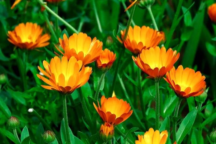 Banyak di Indonesia, Ini Bunga Calendula yang Kaya Antioksidan dan ...