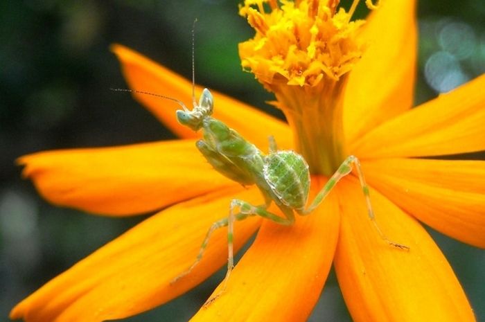 Berkenalan dengan Bunga Kenikir, Manfaatnya Enggak Kalah dengan Daunnya ...