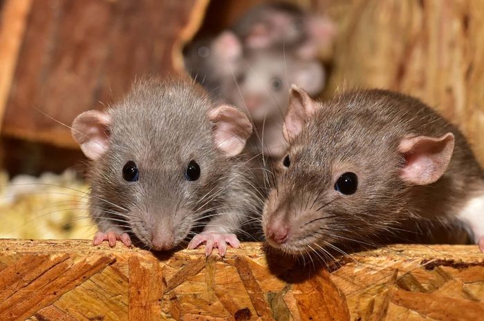 Bentuk Jamak 'Mouse' Adalah 'Mice', Ketahui Contoh Lain 'Irregular ...