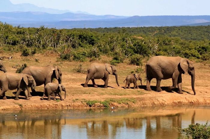 Mengenal Cagar Alam di Indonesia, dari Tujuan hingga Katagorinya - Bobo