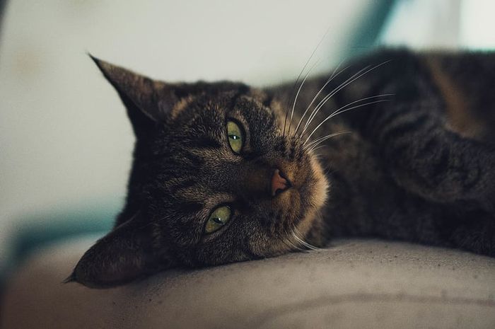 Pencinta Kucing Wajib Tahu! Ini 5 Ciri Kucing yang Sakit, Jangan Sampai ...