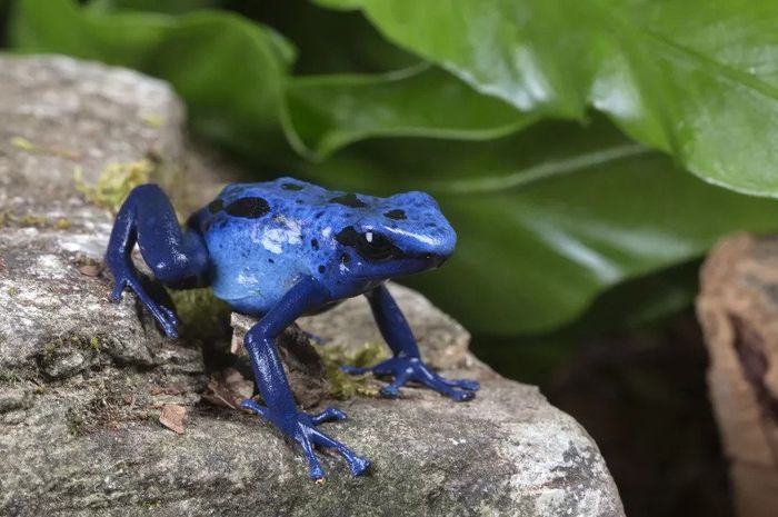 Misteri Semesta: Kelangkaan Warna Biru di Kehidupan Alam Liar Kita ...