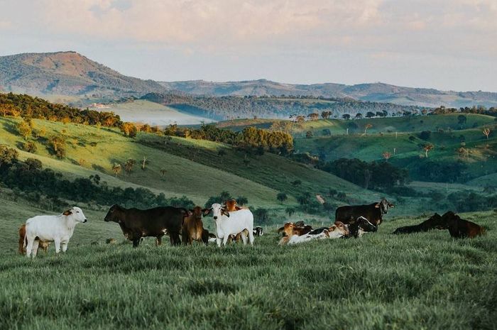 Cari Jawaban Kelas 4 SD Tema 3, Hewan Apa Saja yang Dapat Hidup di ...