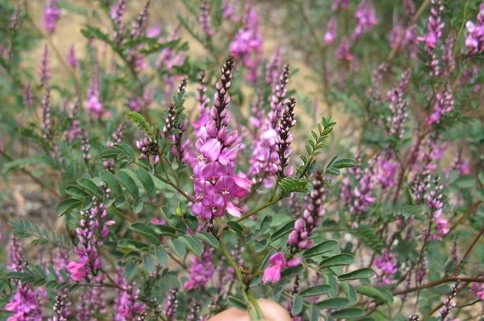 Tanaman Indigofera, Pewarna Alami yang Limbahnya Ramah Lingkungan - Kids