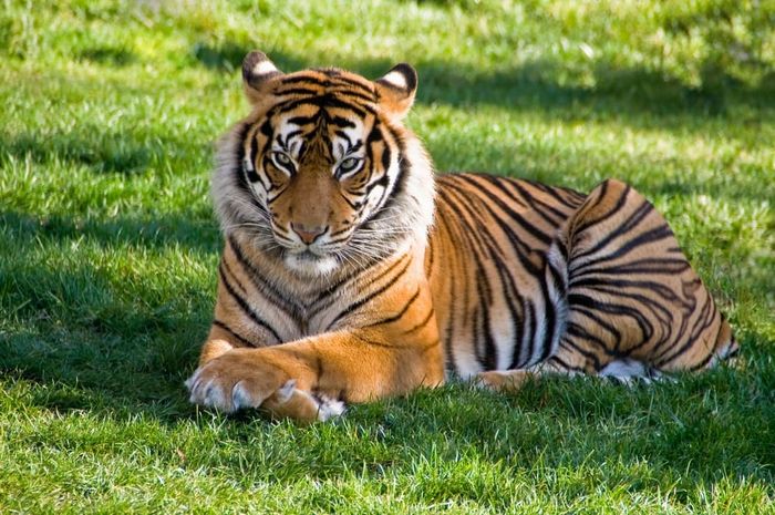 Terancam Punah! Ini 5 Jenis Kucing Besar yang Tersisa di Alam Liar ...