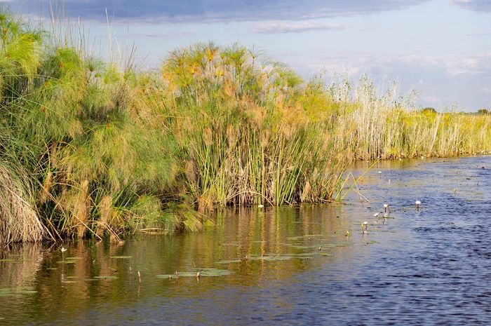 6 Jenis Ikan yang Hidup dan Dibudidayakan di Air Payau, Apa Saja? - Semua Halaman - Kids