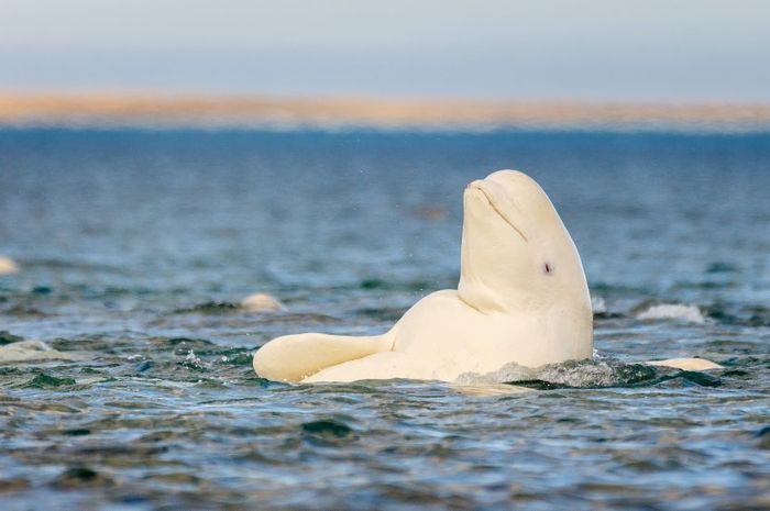 Kemunculan Paus Beluga di Puget Sound Bikin Heboh, Ini Alasannya ...