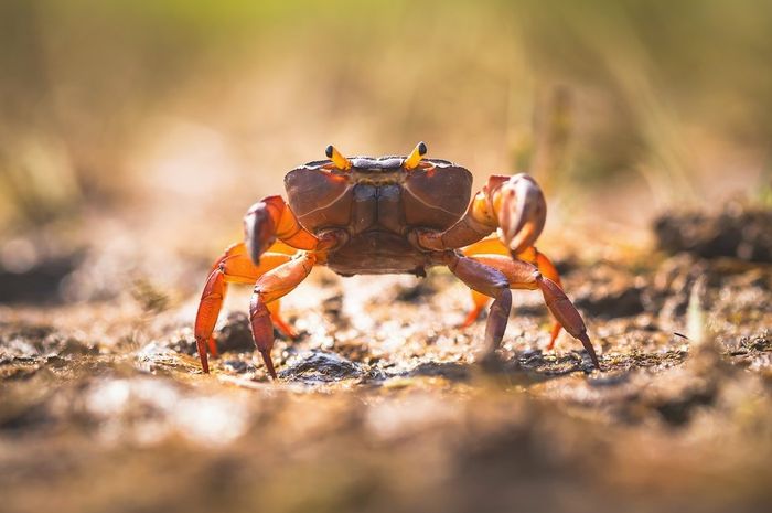 Capitannya Hampir Sekuat Gigi Singa, Inilah 3 Fakta Menarik Lainnya ...