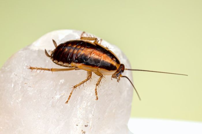 Dikenal sebagai Hama, Kecoak Ternyata Pintar Beradaptasi! Ini 4 Fakta ...