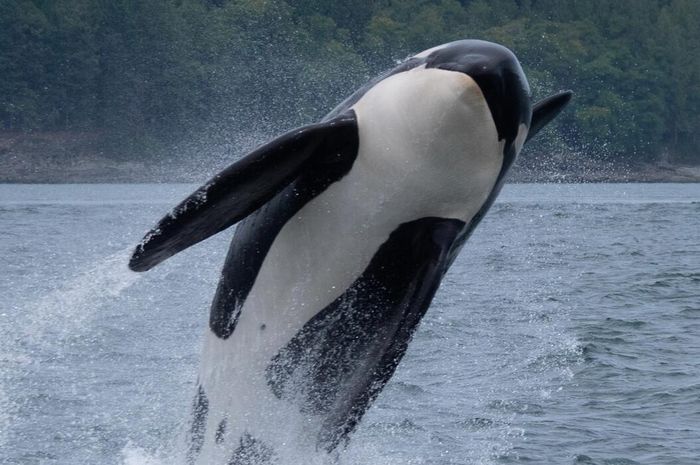 Paus Orca Sebenarnya Bukan Paus, Ini 5 Fakta Unik Paus Orca - Bobo Paus Orca Sebenarnya Bukan Paus, Ini 5 Fakta Unik Paus Orca - Bobo