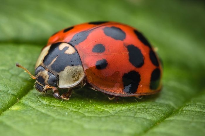 Bukan Hanya Beruang, Ternyata Kumbang Juga Hibernasi, Bagaimana Caranya ...