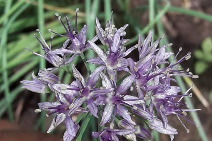 Allium negianum, Spesies Baru Bawang yang Ditemukan di Himalaya ...