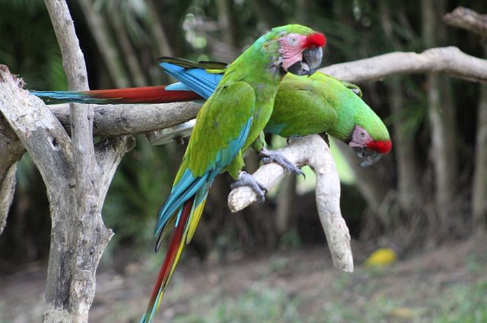 8 Jenis Burung Beo Terpintar di Dunia, Salah Satunya Kakatua - Kids