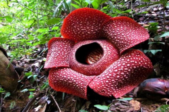 Mengulik Keunikan Bunga Rafflesia Arnoldii, Salah Satunya Jadi Bunga ...