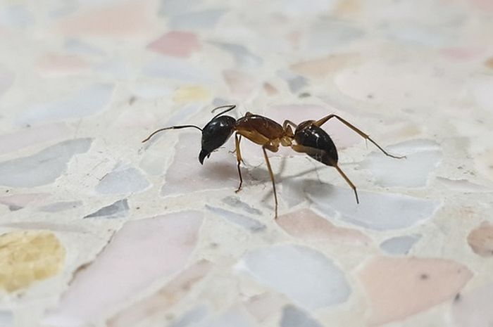 Kenapa Semut Suka Makanan Manis? Ternyata Ini Faktanya #AkuBacaAkuTahu ...