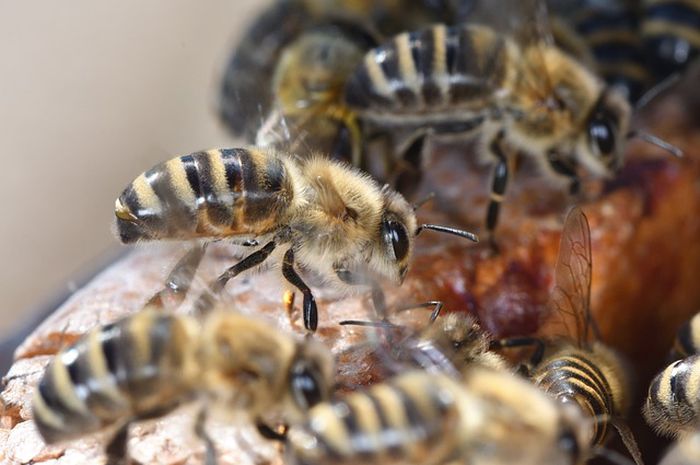 4 Pertolongan Pertama saat Digigit Lebah dan Tanda Alergi yang Harus ...