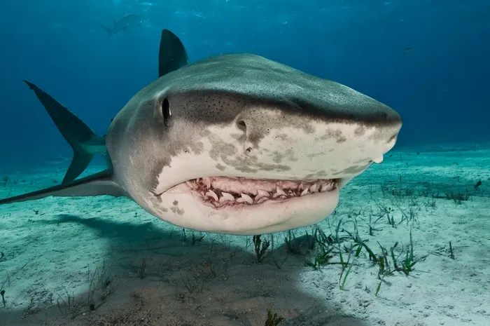 Dijuluki Predator Ganas, Hiu Macan Berjasa Menjaga Ekosistem Laut ...