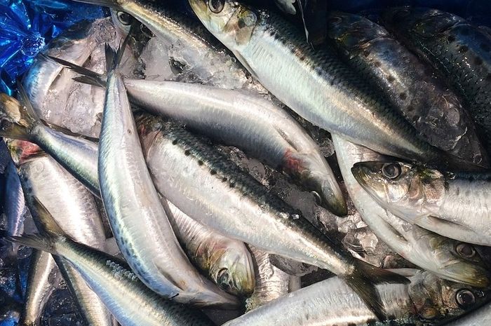 Bukan Cuma Salmon, Ini 5 Jenis Ikan Lain yang Mengandung Omega 3 Tinggi ...