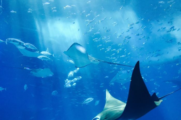 Unik! Ikan Pari Ternyata Punya Gigi untuk Mengunyah Makanannya, Sudah ...