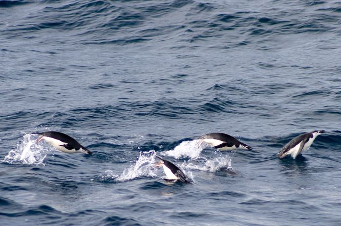 Kenapa Penguin Berwarna Hitam dan Putih? - Adjar