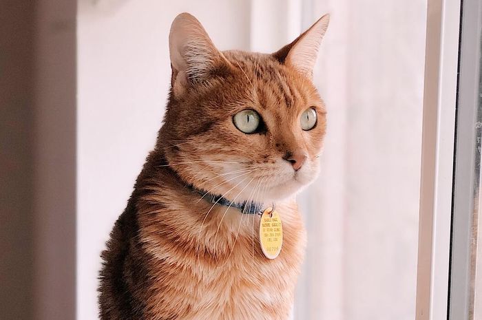 Pencinta Kucing Wajib Tahu! Ternyata Ini Penyebab Bulu Leher Kucing ...