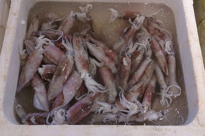 Jangan Sampai Tertukar, Ini Bedanya Cumi-Cumi dan Sotong, Salah Satunya ...