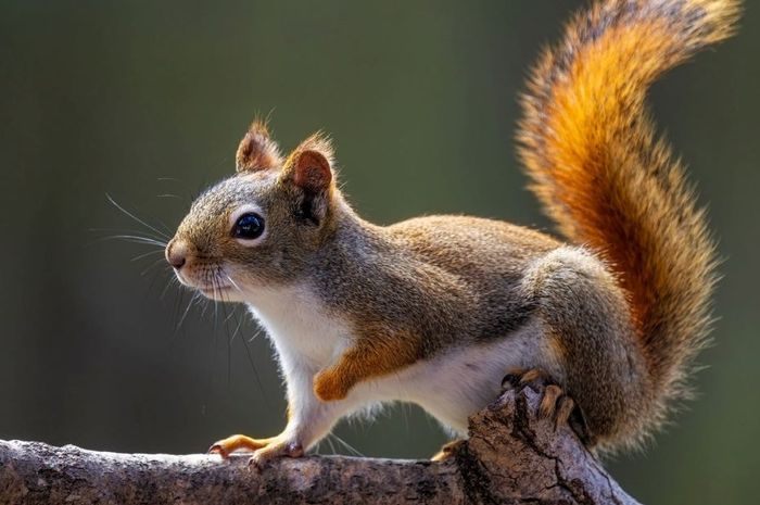 Tak Pernah Lupa Tempat Menyimpan Makanannya, Inilah Fakta Menarik Tupai ...