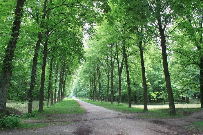 Wisata Sekaligus Terapi, Yuk Kenali Forest Healing Alias Terapi ...