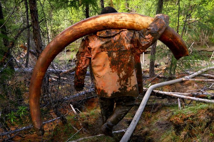 Bukan Manusia, Perubahan Iklim yang Cepat Memusnahkan Mamut Berbulu ...