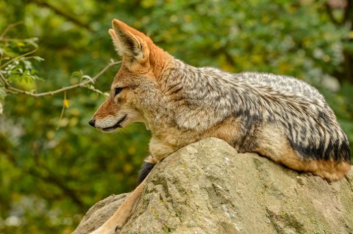 Walaupun Terlihat Ganas, Ternyata Serigala Hewan Pemalu! Ini Fakta ...