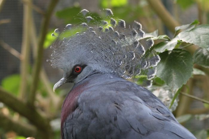 Gambarnya Pernah Diabadikan dalam Uang Koin, Ini 5 Fakta Unik Burung ...