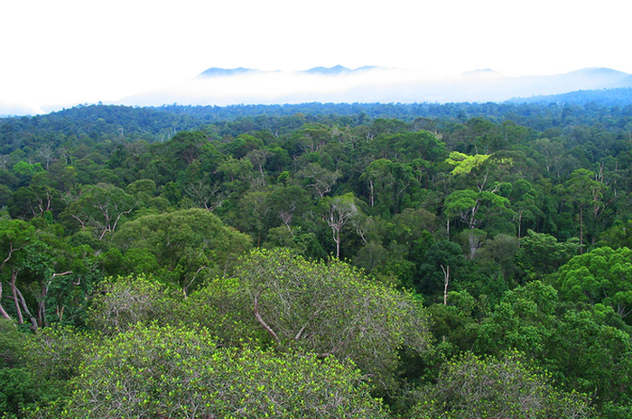 Genetika Hutan Borneo Ungkap Masa Lalu dan Kemungkinan Masa Depannya ...