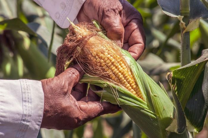4 Cara Menanam Jagung, Mulai dari Persiapan Lahan Hingga Masa Panen - Bobo