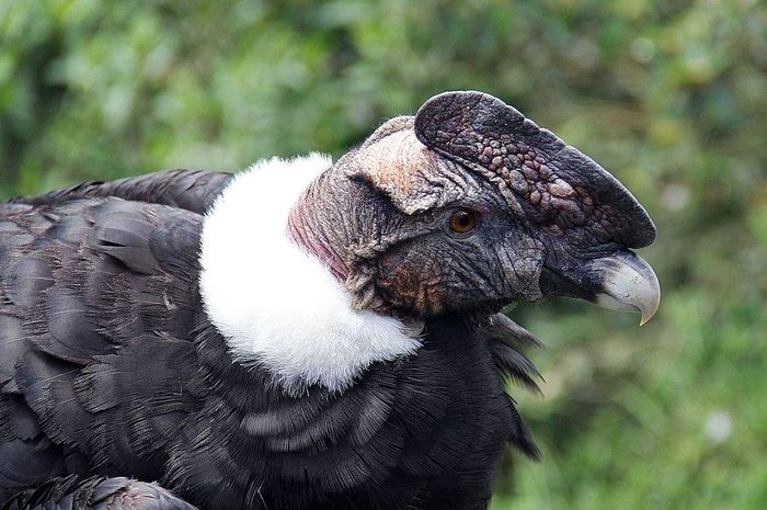 Jadi Fauna yang Nyaris Punah, Ini Keunikan Burung Kondor yang Bisa ...