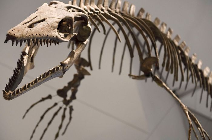 Selidik Mosasaurus, Monster Laut yang Berenang dengan Gaya Dada ...