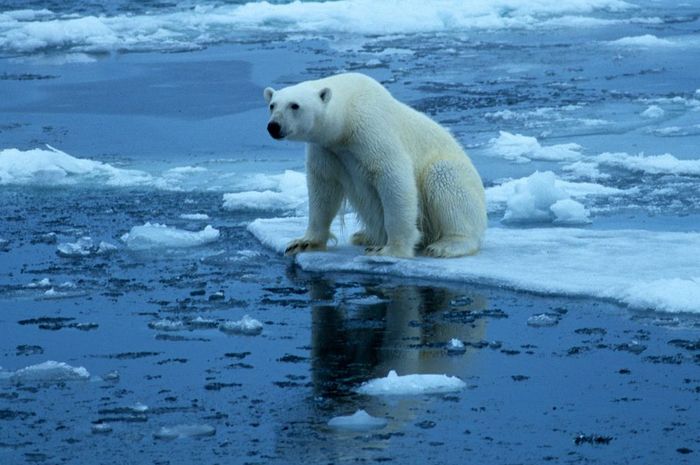 Beruang Kutub Berjalan Jauh Demi Bertahan Hidup Akibat Es Yang Mencair National Geographic