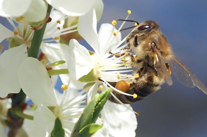 4 Pertolongan Pertama saat Digigit Lebah dan Tanda Alergi yang Harus ...